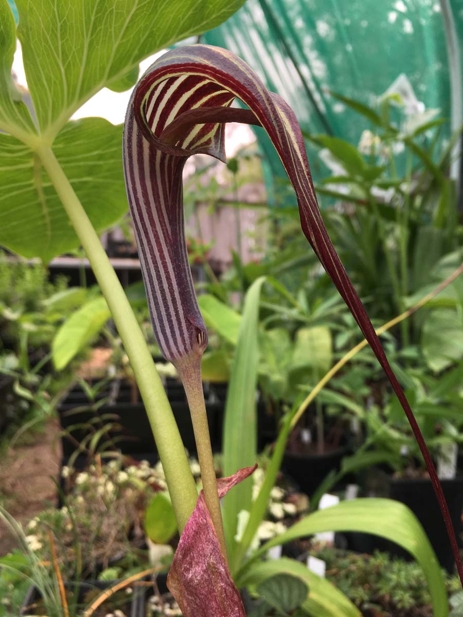 Andy's rare plants